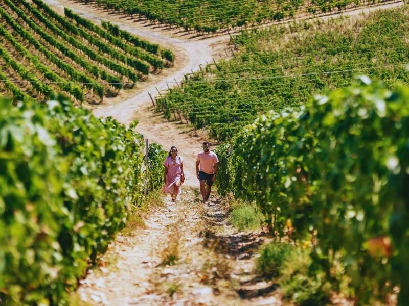 10 Best Tuscan Winery Tours from Florence, Italy in 2026